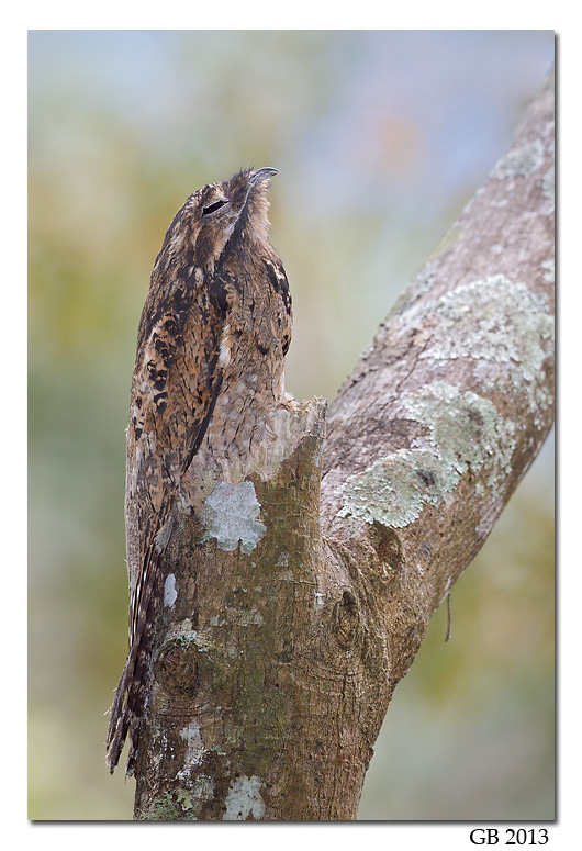 COMMON POTOO