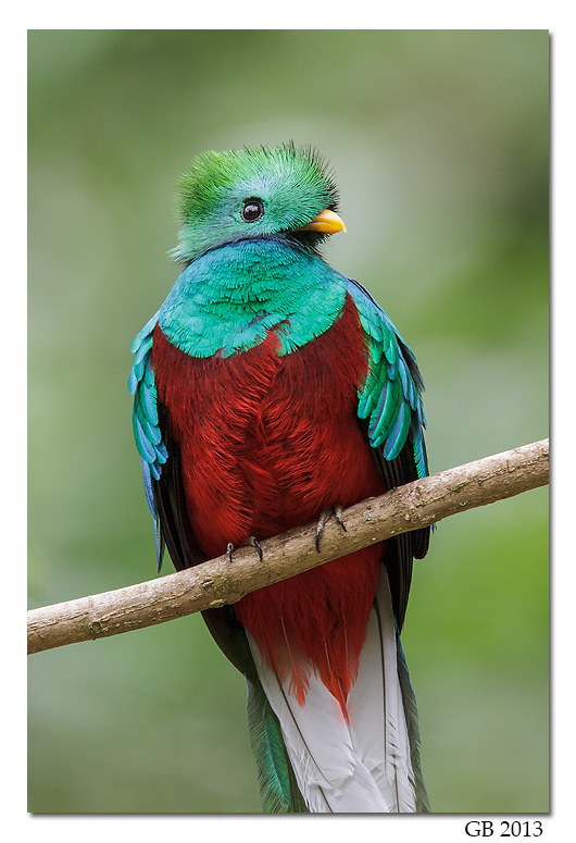 RESPLENDENT QUETZAL